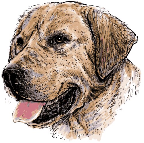 Labrador Vector Images (over 10,000)