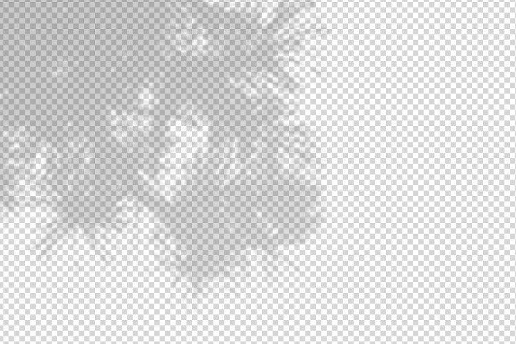 Shadow overlay from a tree branch isolated Vector Image