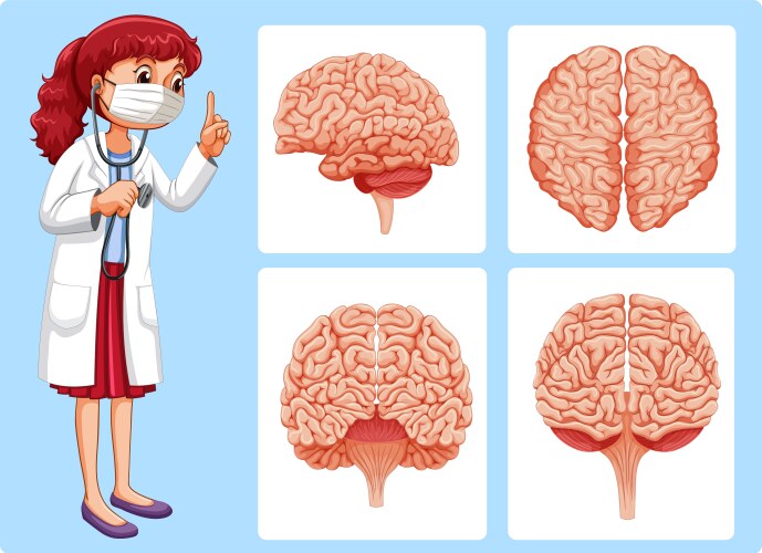 Brain Diagram Health Vector Images (over 2,500)