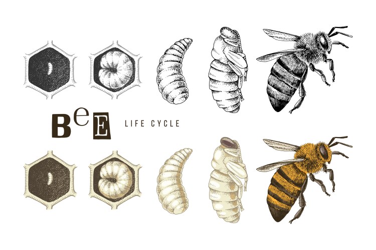 Bee Clipart Vector Images (over 4,100)