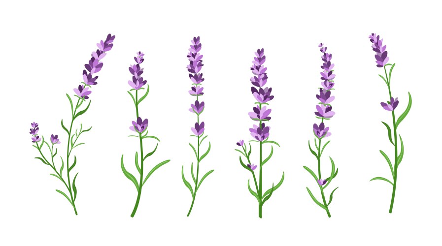 Lavender Vector Images & Graphics for Commercial Use | VectorStock