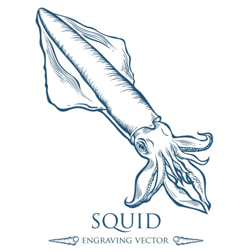 Squid Drawing Vector Images (über 5,500)
