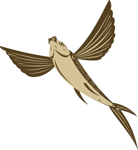 Flying Fish Vector Images (over 10,000)