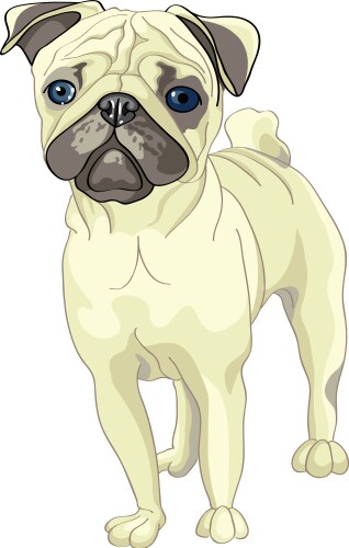 Pug dog cartoon cute friendly fat chubby fawn Vector Image