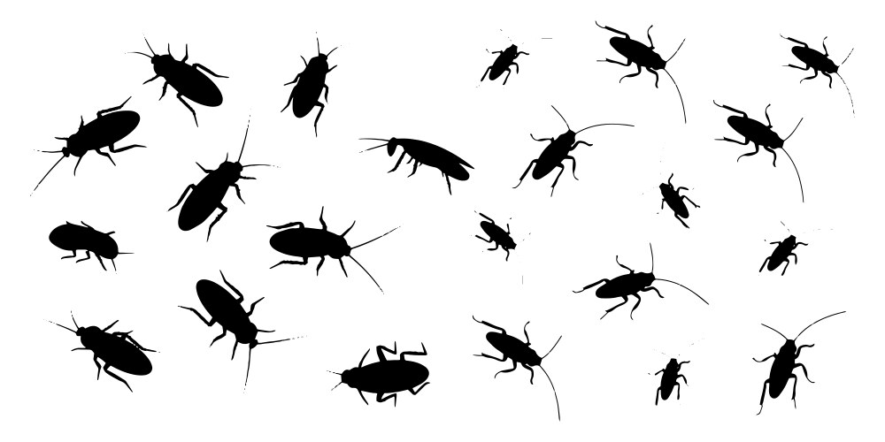 Cockroach Insect Icons Set On White Background Royalty Free Vector