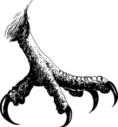 Cartoon Eagle Claws Vector Images (over 1,300)