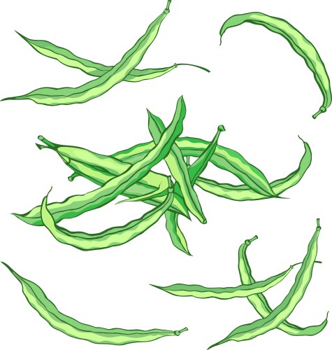 Green Beans Vector Images (over 15,000)