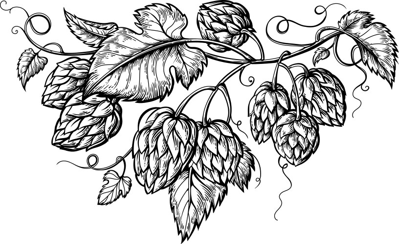 Hand drawing of a branch hops Royalty Free Vector Image