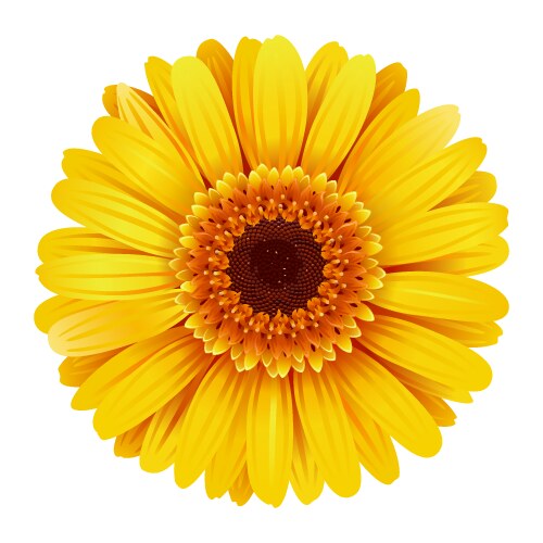 Yellow Vector Images (over 2.9 million)