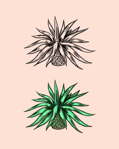 Agave Vector Images (over 5,700)