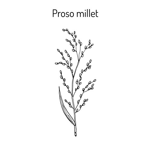 Millet Plant Drawing