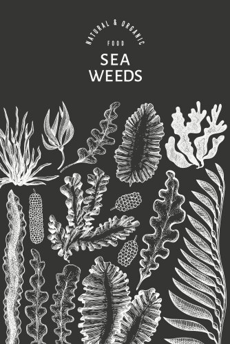 Seaweed design template hand drawn seaweeds Vector Image
