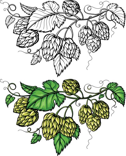 Hand drawing of a branch hops Royalty Free Vector Image