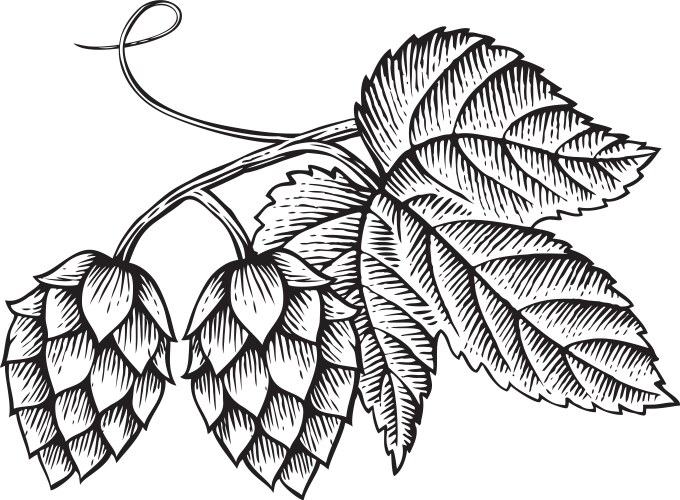 Hops Vector Images (over 52,000)