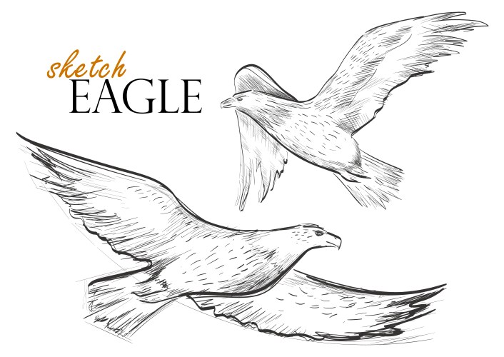 Flying eagle Royalty Free Vector Image - VectorStock