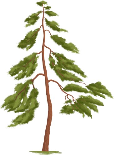 Realistic pine trees set Royalty Free Vector Image