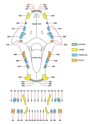 Cat Dental Formula Chart Royalty Free Vector Image