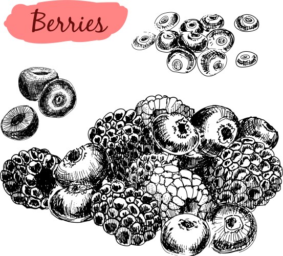 Berries Vector Images (over 240,000)