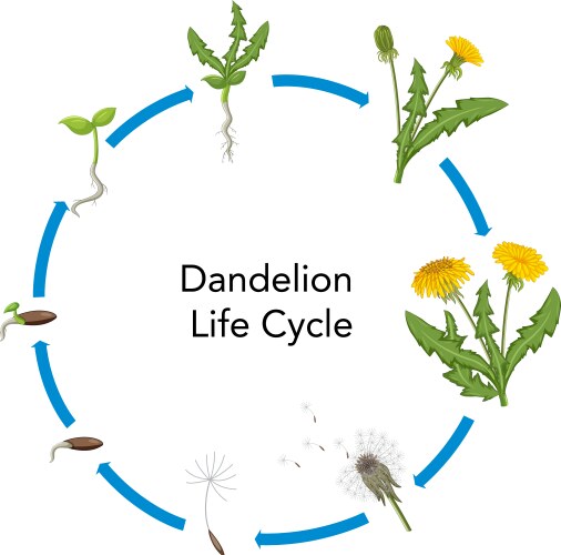 Dandelion flower life cycle infographic a visual Vector Image
