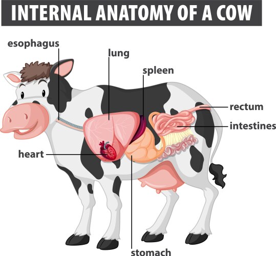 Labeled diagram of cows internal organs Royalty Free Vector