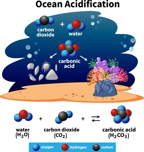 Carbon Cycle Diagram Vector Images (over 150)