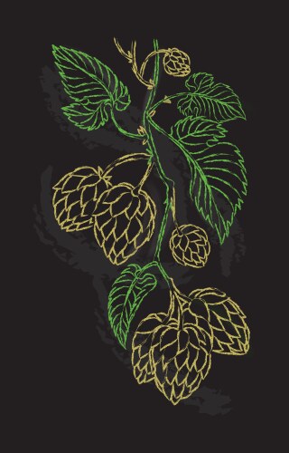Hand drawing of a branch hops Royalty Free Vector Image