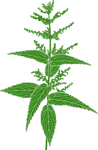 Nettle Vector Images (over 1,100)