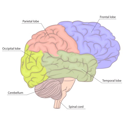 Human brain anatomy Royalty Free Vector Image - VectorStock