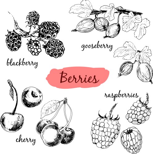 Collection of hand drawn sketched berries Vector Image