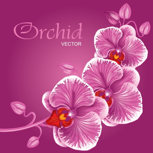 Design with orchids Royalty Free Vector Image - VectorStock