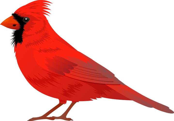 Cardinal Vector Images (over 5,000)