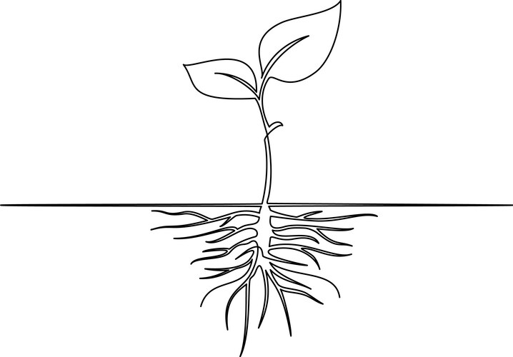 Drawing of Plant Roots Vector Images (over 15,000)