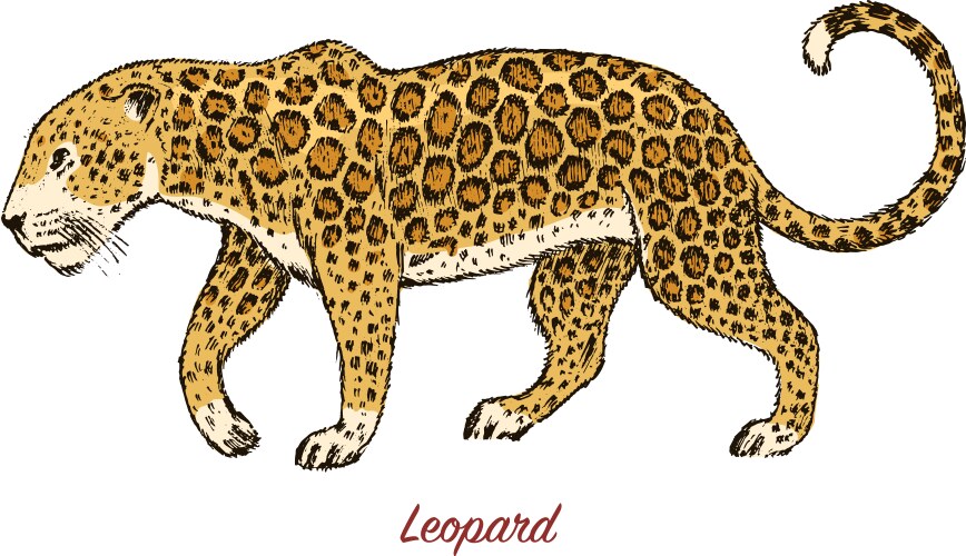 Leopard Profile - Vintage Sketch Royalty Free Vector Image