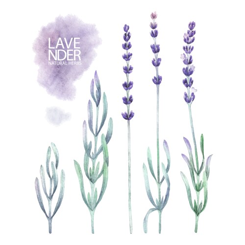 Lavender Vector Images (over 18,000)