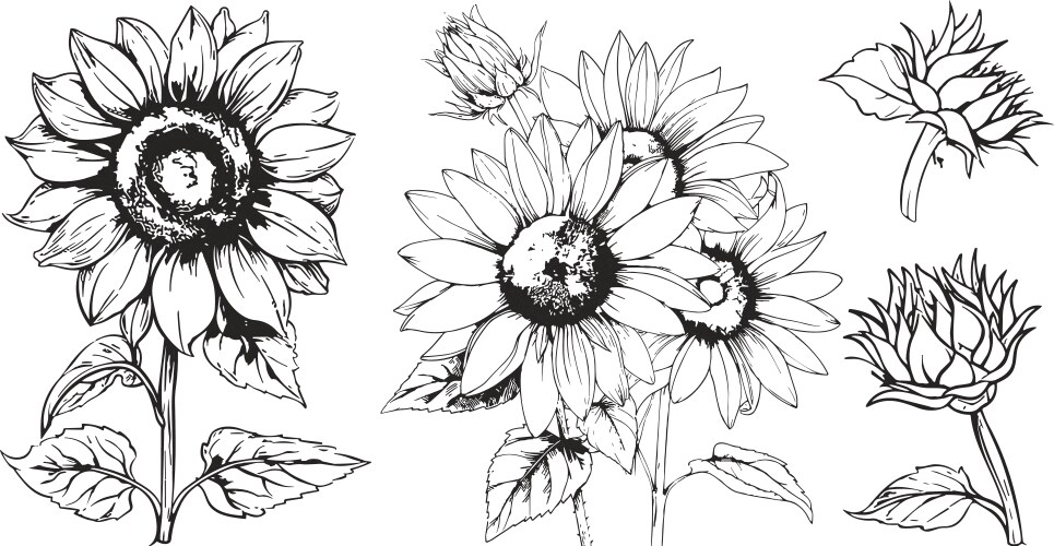 Hand Drawn Sunflower Vector Images (over 6,600)