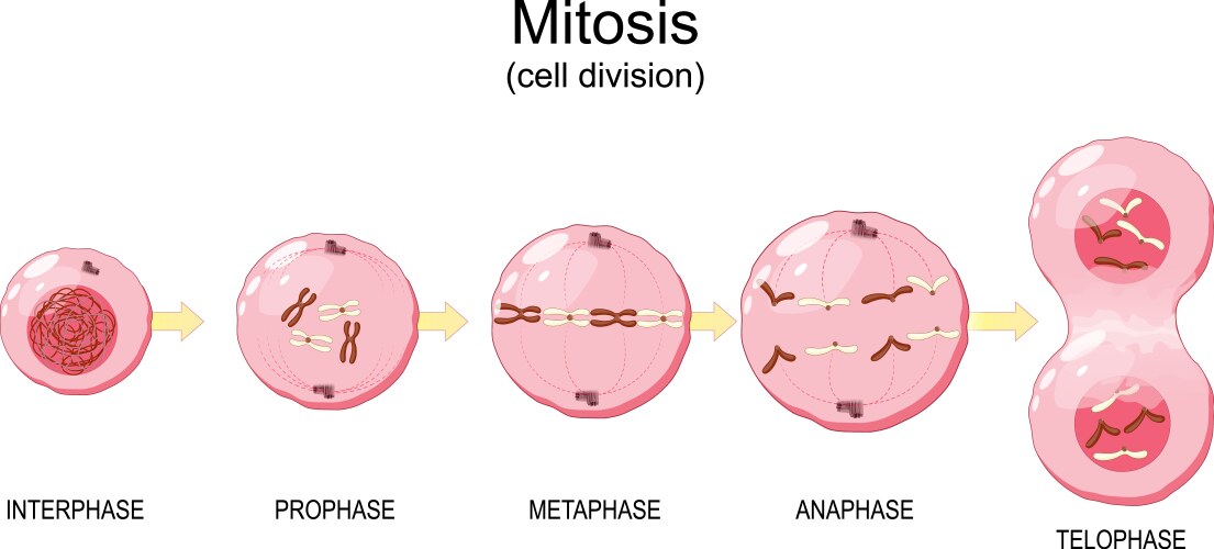 Mitosis scheme Royalty Free Vector Image - VectorStock