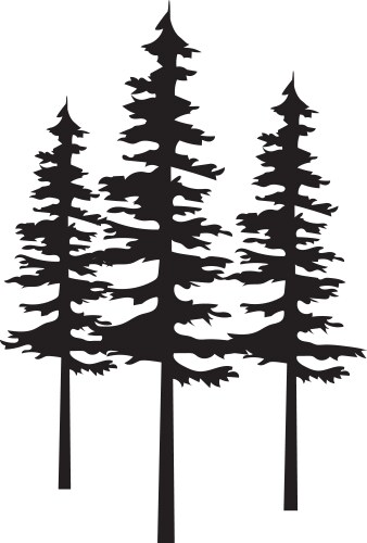 Pine tree Royalty Free Vector Image - VectorStock