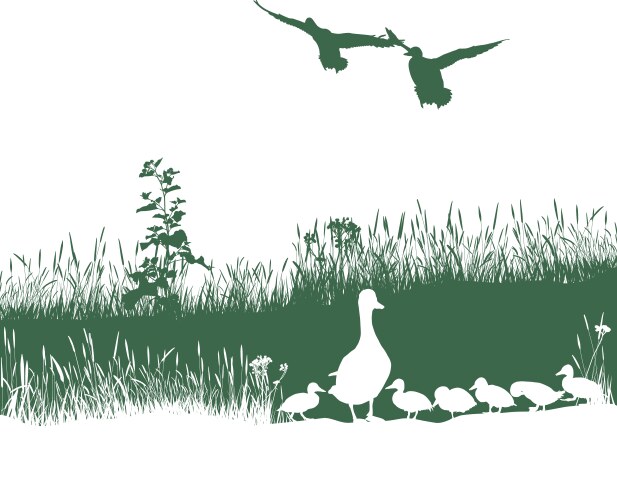 Duck Vector Images (over 60,000)