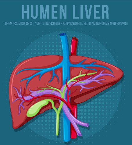 Liver Cartoon Vector Images (over 5,600)