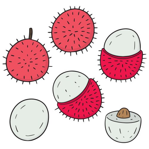 Rambutan whole fruit and open Royalty Free Vector Image