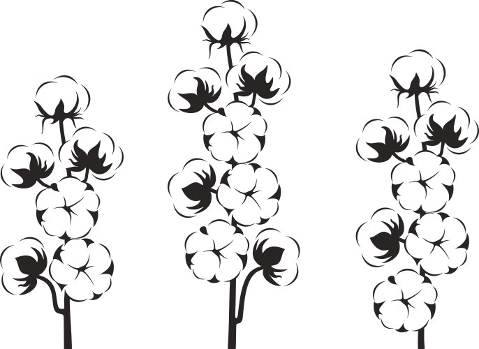 Cotton Royalty Free Vector Image - VectorStock