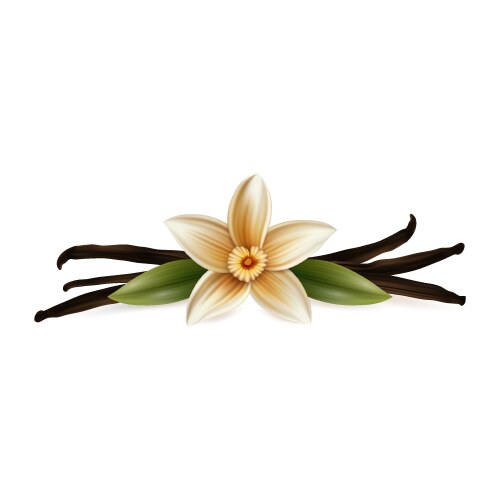 Vanilla isolated on white Royalty Free Vector Image
