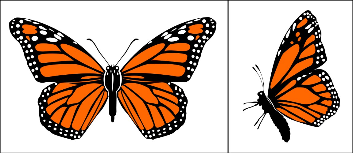 Butterfly Side View Vector Images (over 330)