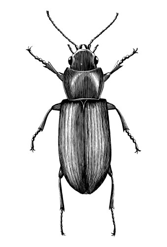 Weevil beetle Royalty Free Vector Image - VectorStock