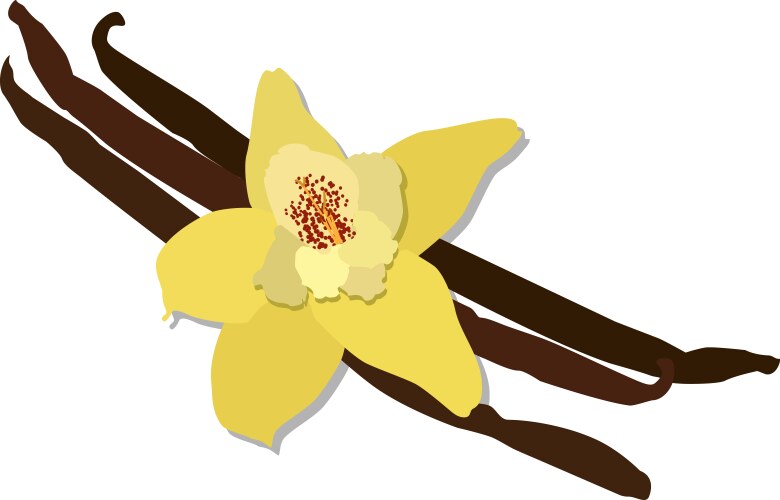 Vanilla Beans Clip Art Vanilla Bean Drawing Vector Images