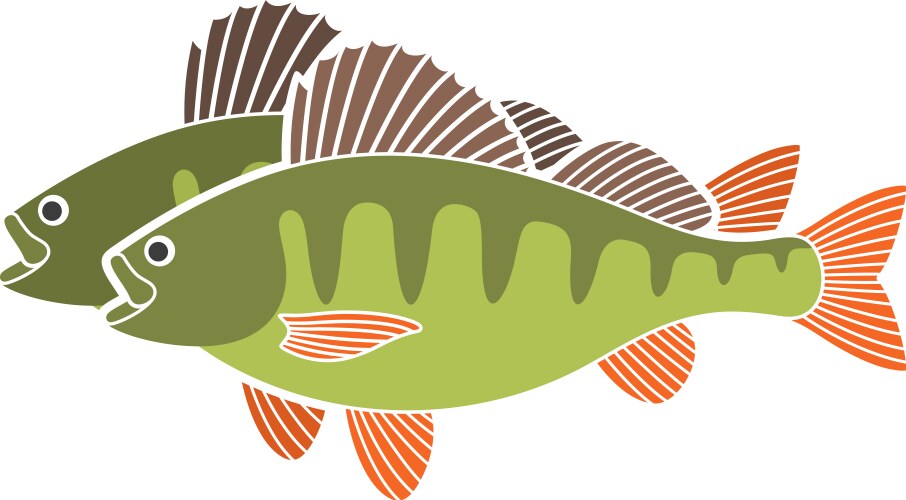 Ocean perch Royalty Free Vector Image - VectorStock