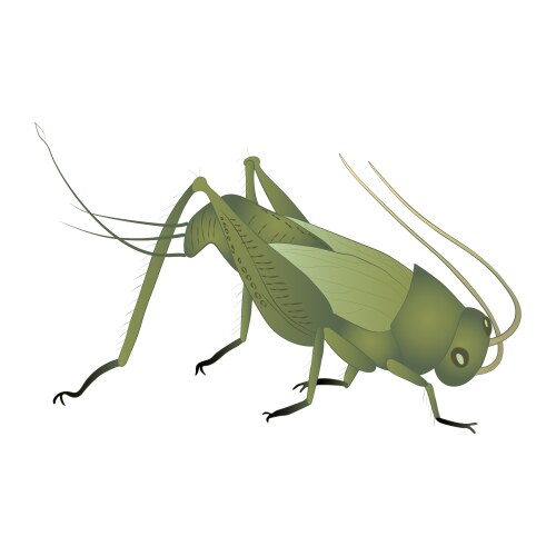 Cute grasshopper posing isolated Royalty Free Vector Image