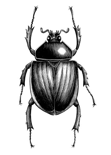 Insect drawing Vector Images & Graphics for Commercial Use | VectorStock