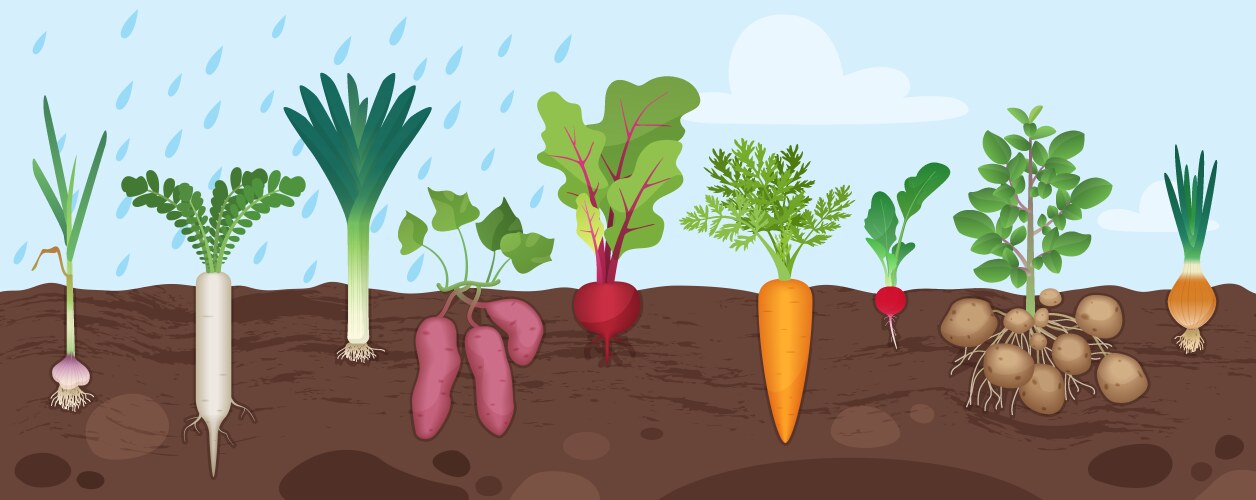 Root vegetables grow in soil infographic diagram Vector Image