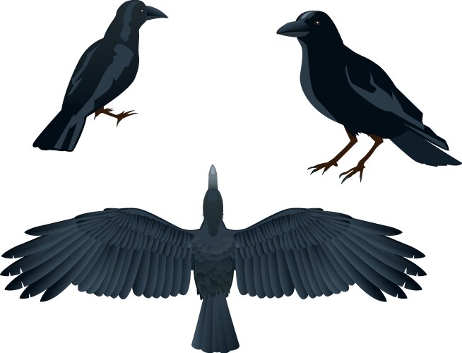 Raven Vector Images (over 9,700)